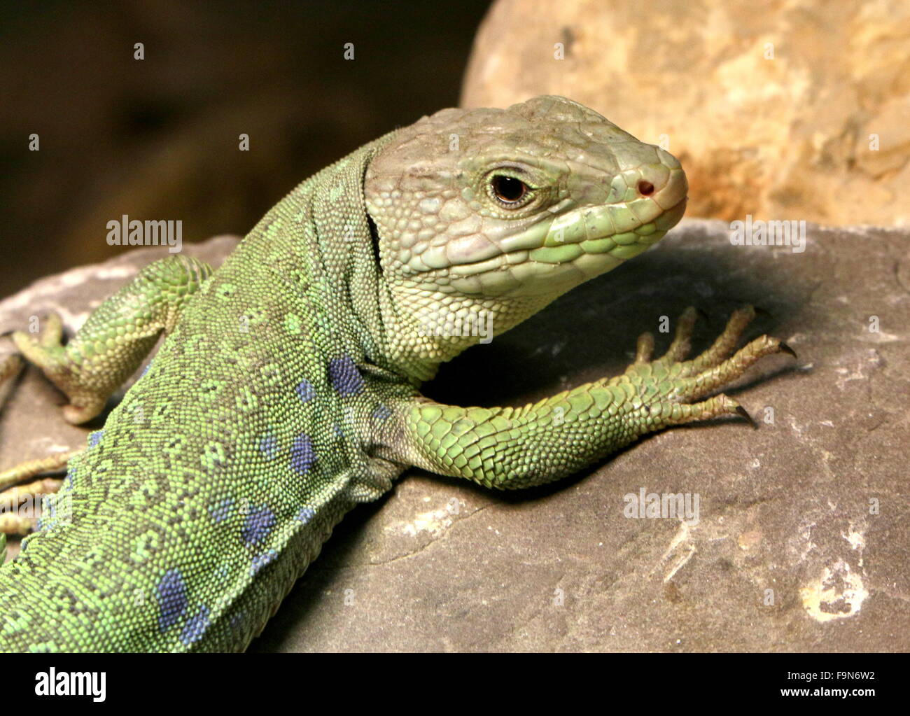 Iberian Ocellated lizard (Timon lepidus, Lacerta lepida), a.k.a ...