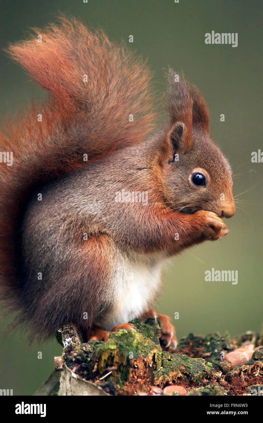 Eurasian red squirrel (Sciurus vulgaris) in winter coat with big ear ...