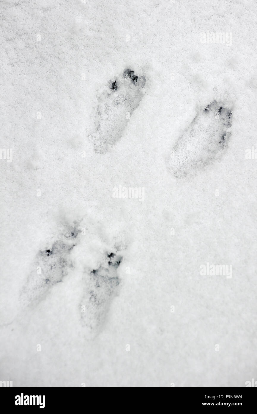Squirrel tracks snow hi-res stock photography and images - Alamy