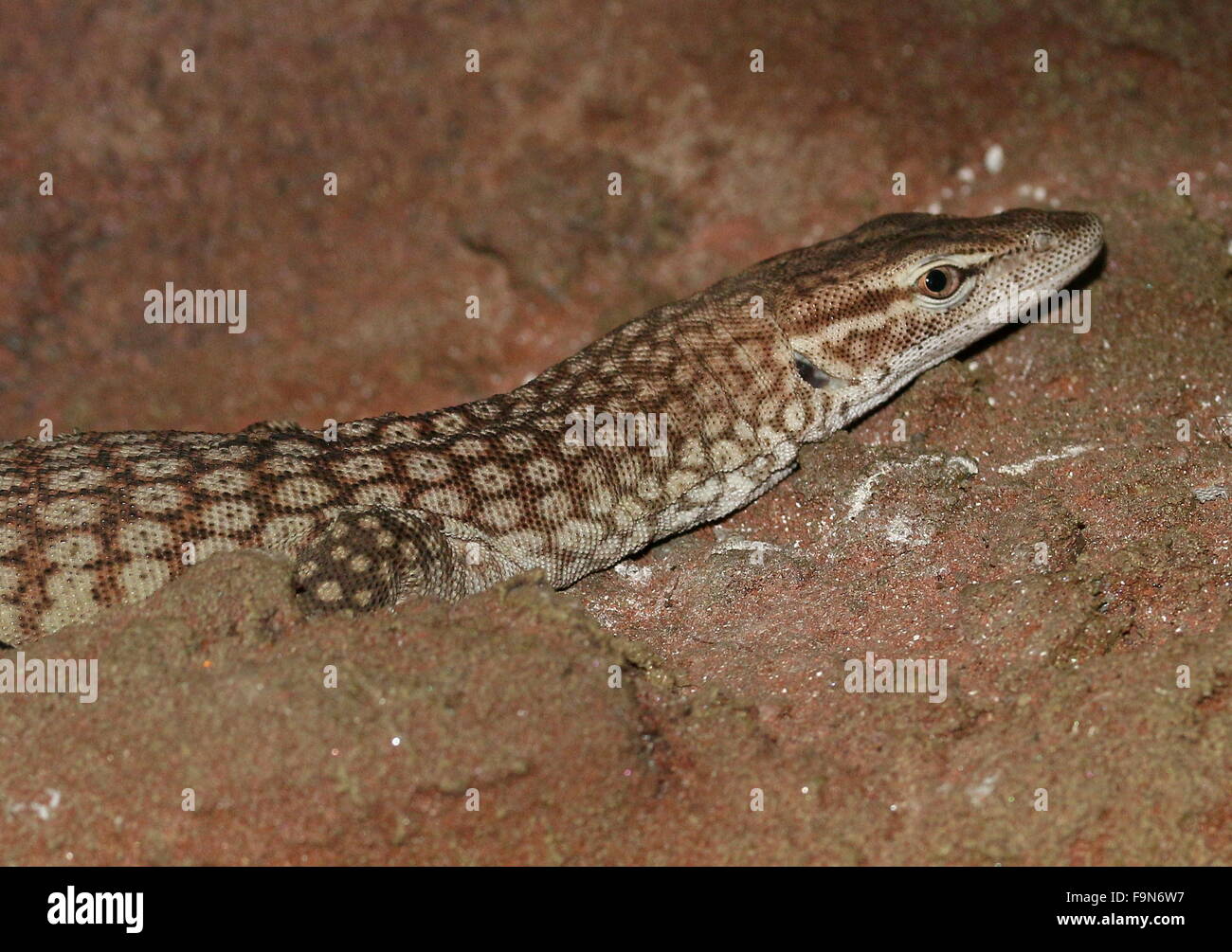 Australian Black Headed Monitor (Varanus tristis) a.k.a. Black tailed ...