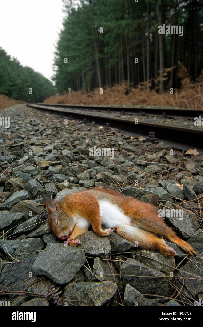 Eurasian red squirrel (Sciurus vulgaris) killed by train lying dead on ...