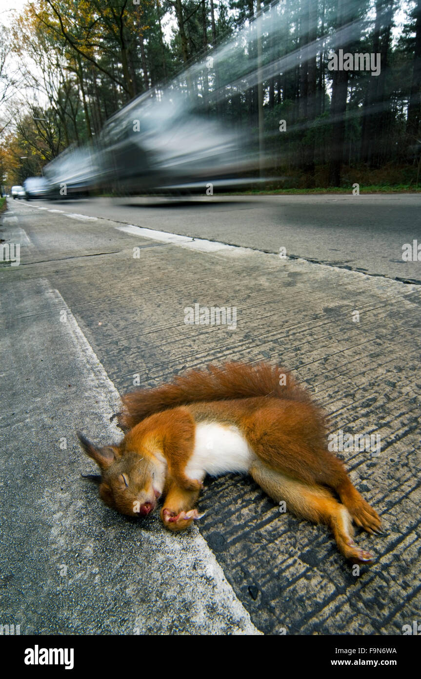 Eurasian red squirrel (Sciurus vulgaris) killed by car lying dead on ...