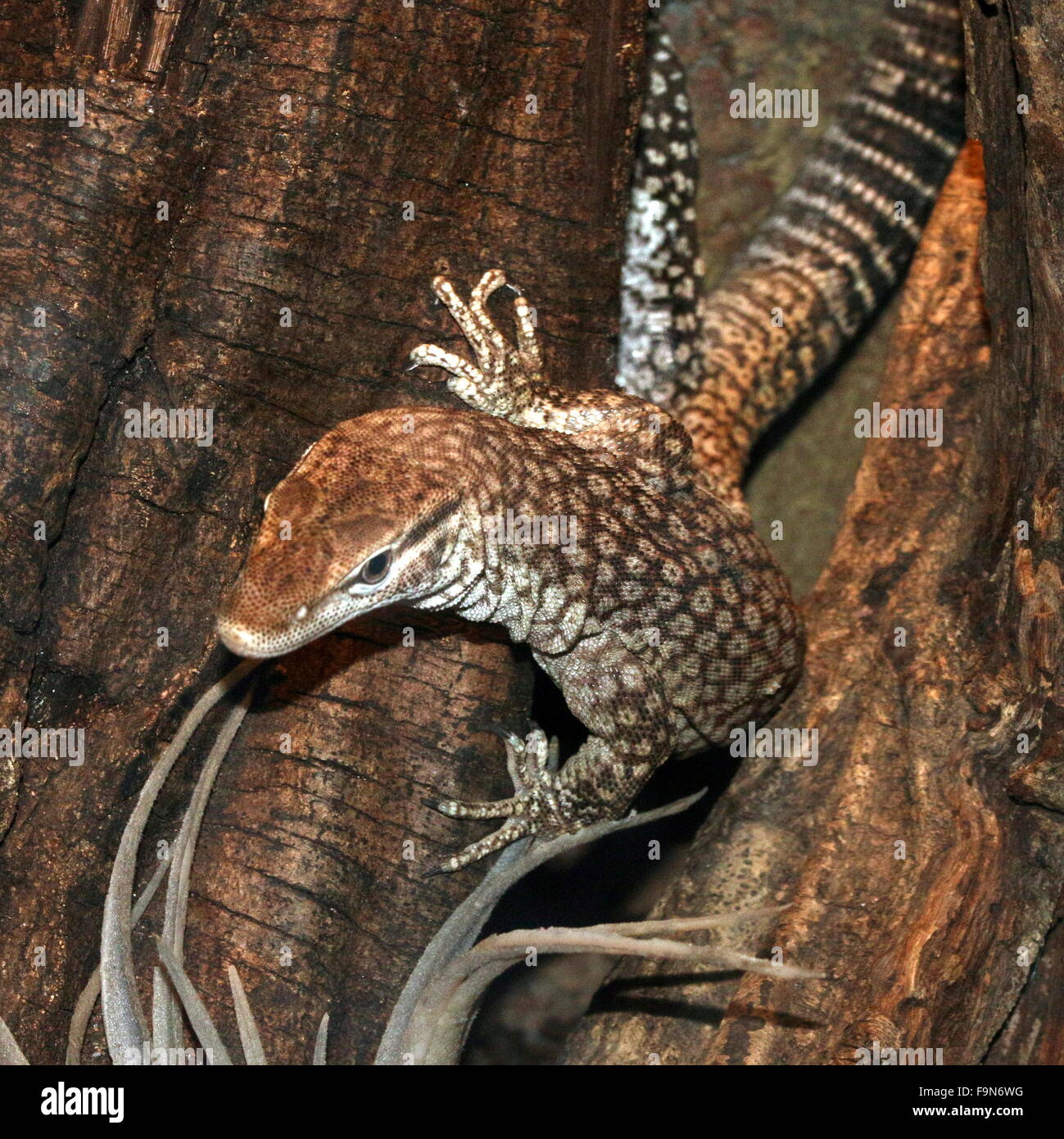 Australian Black Headed Monitor (Varanus tristis) a.k.a. Black tailed ...