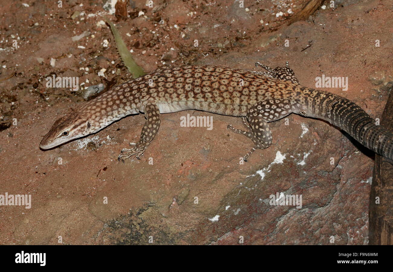 Australian Black Headed Monitor (Varanus tristis) a.k.a. Black tailed ...