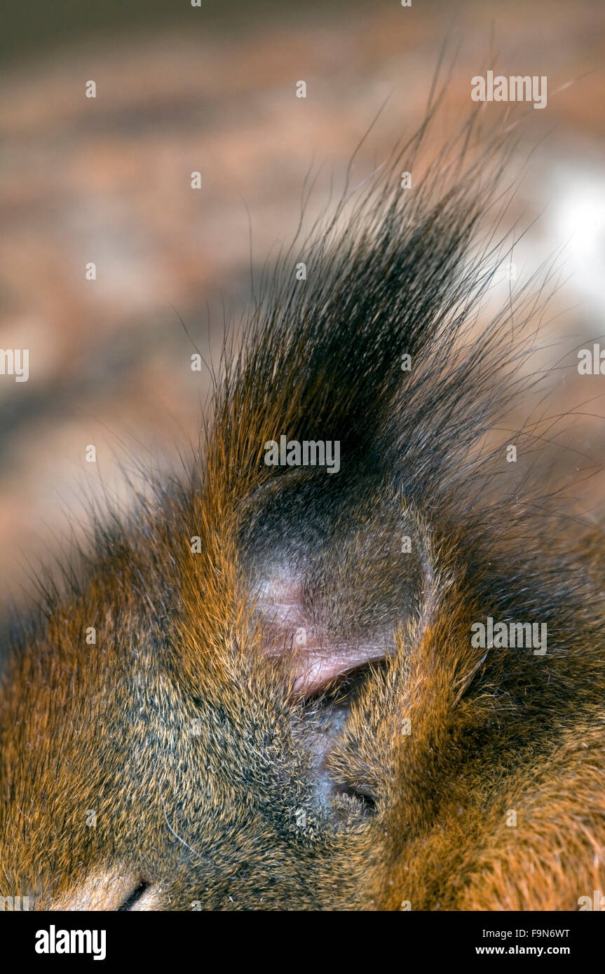 Eurasian red squirrel (Sciurus vulgaris), close up of ear tuft Stock ...