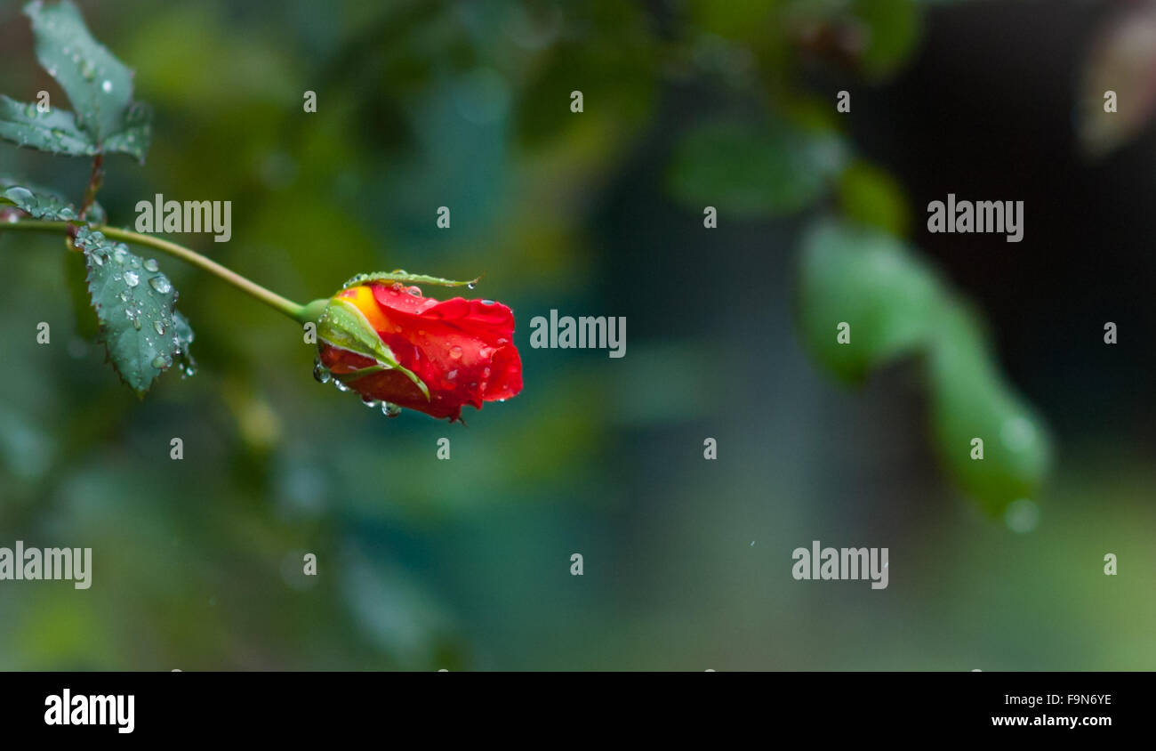 Raindrops on individual blooming red rose - Dark green backdrop Stock ...