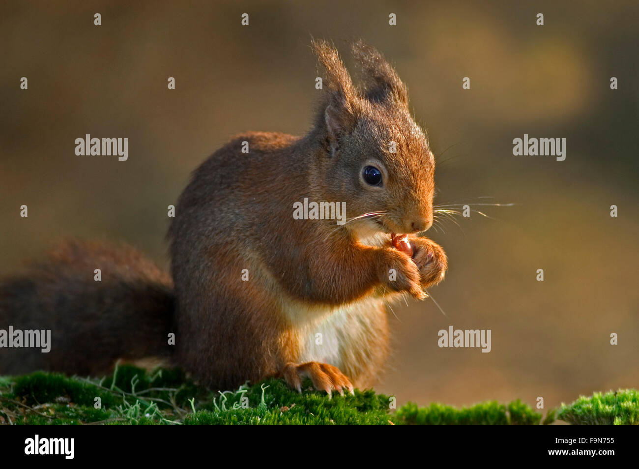 Eurasian red squirrel (Sciurus vulgaris) in winter coat with big ear ...