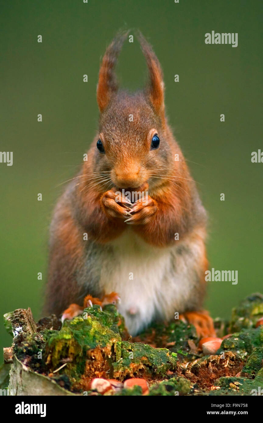 Squirrel Big Nuts Support