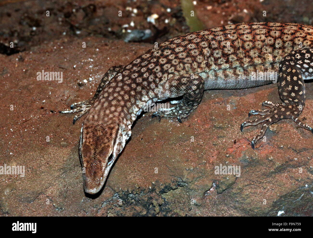 Australian Black Headed Monitor (Varanus tristis) a.k.a. Black tailed ...