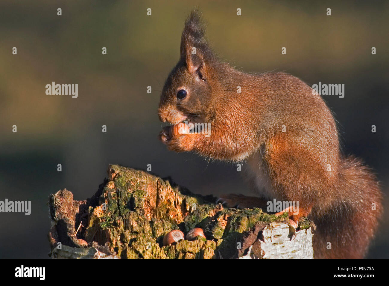 Squirrel Big Nuts Support