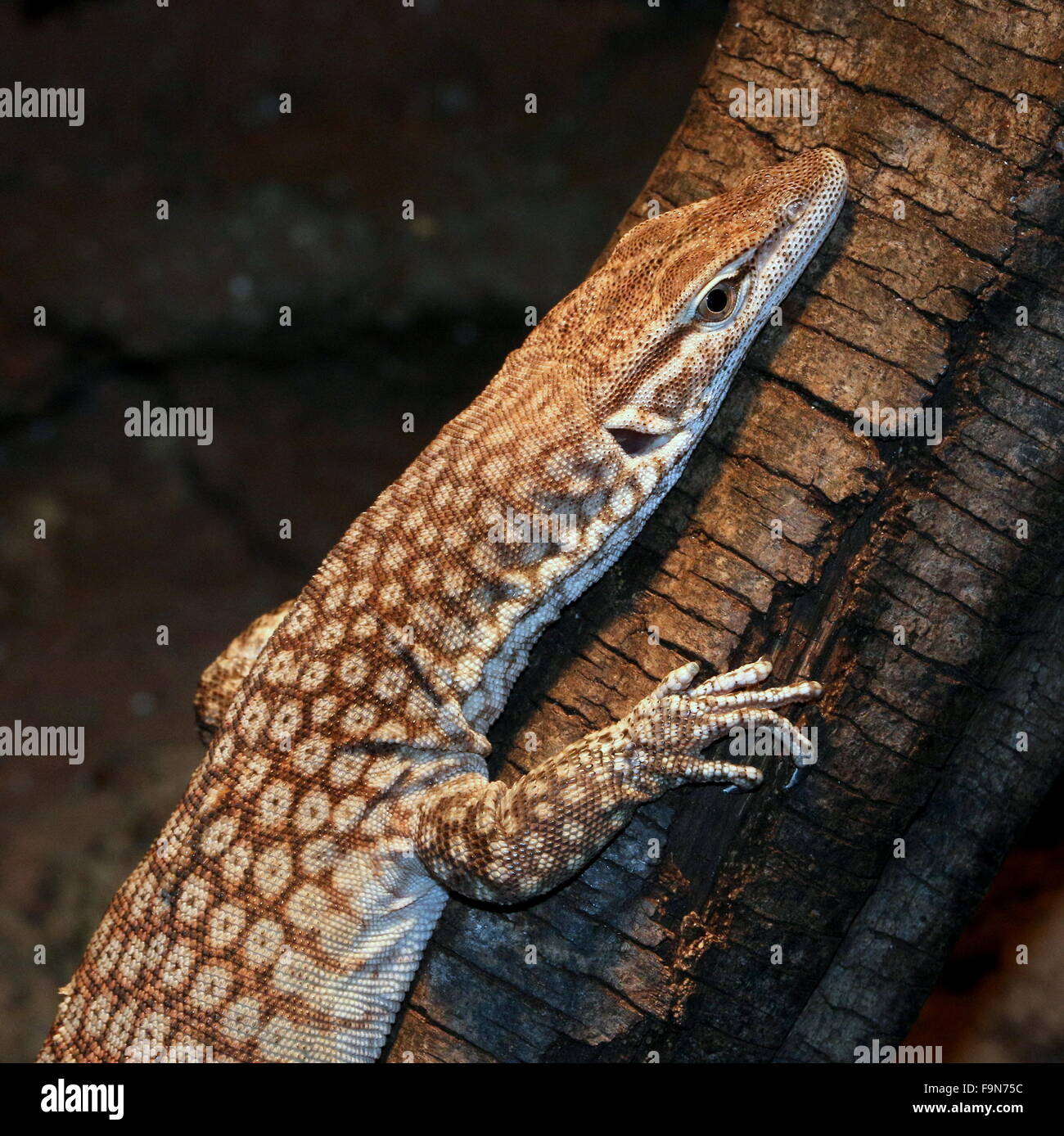 Australian black headed monitor hi-res stock photography and images - Alamy
