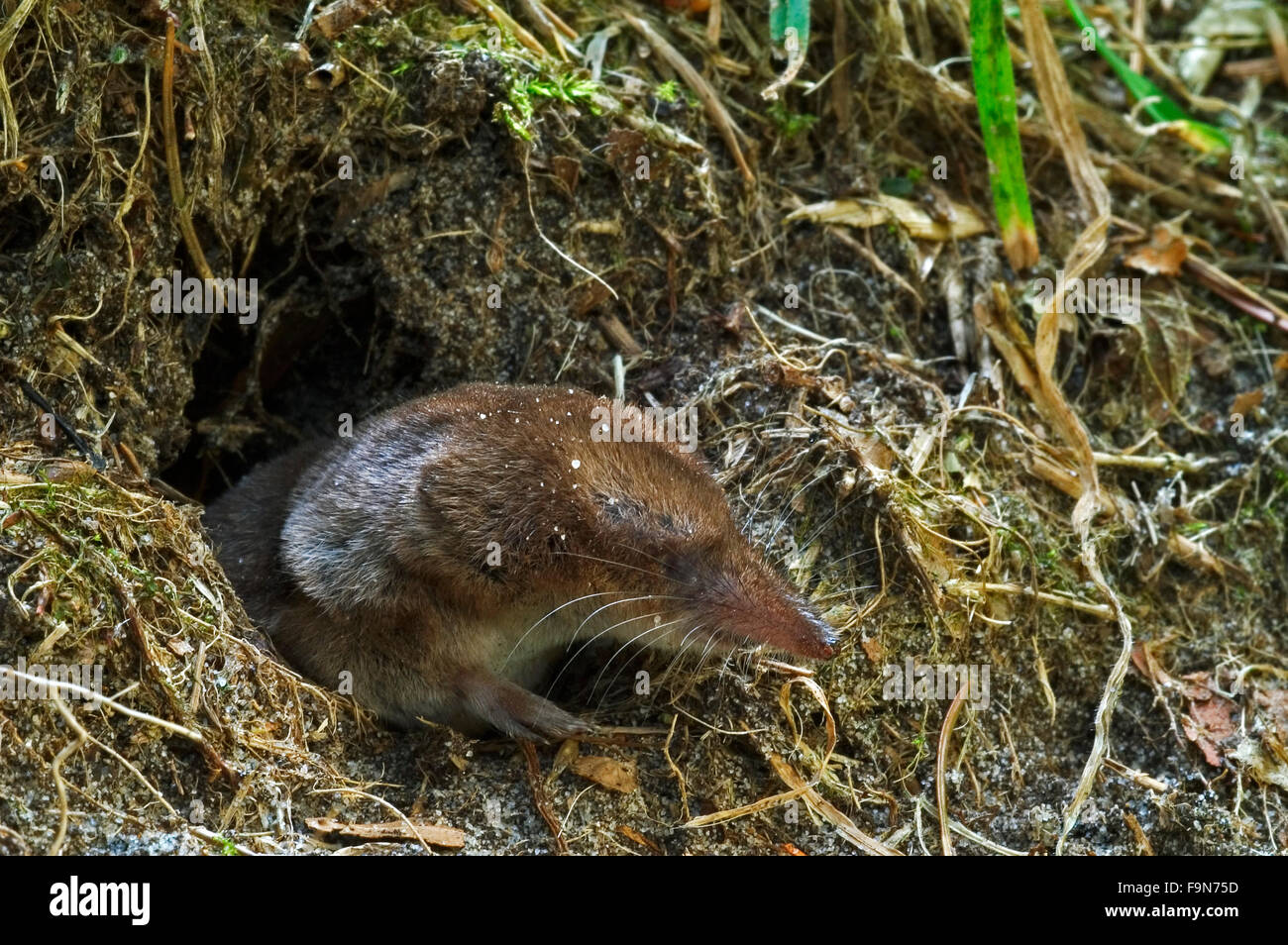 Eurasian shrew / common shrew (Sorex araneus) head emerging from nest ...