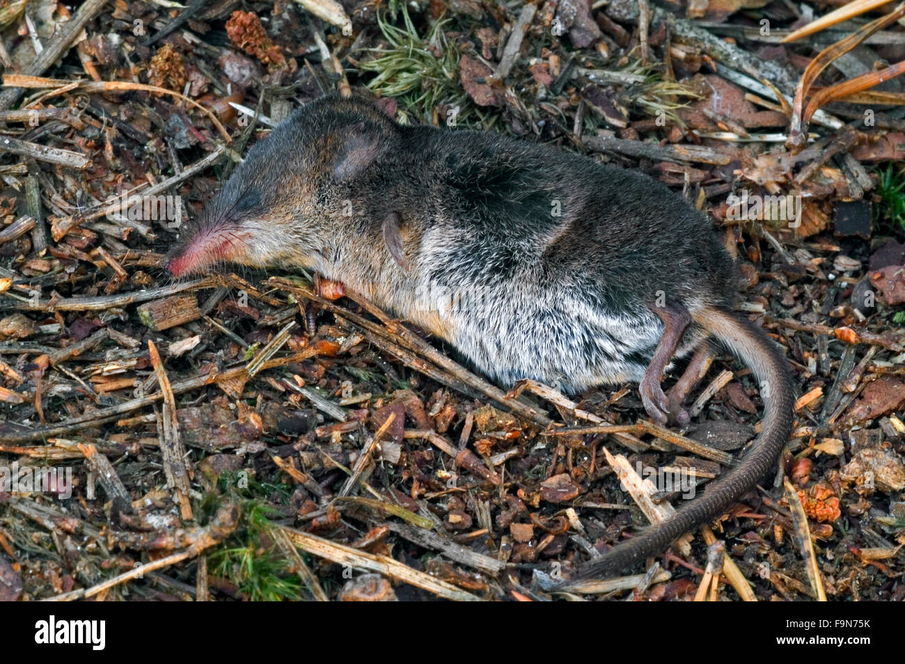 Eurasian shrew / common shrew (Sorex araneus) lying dead on forest path ...