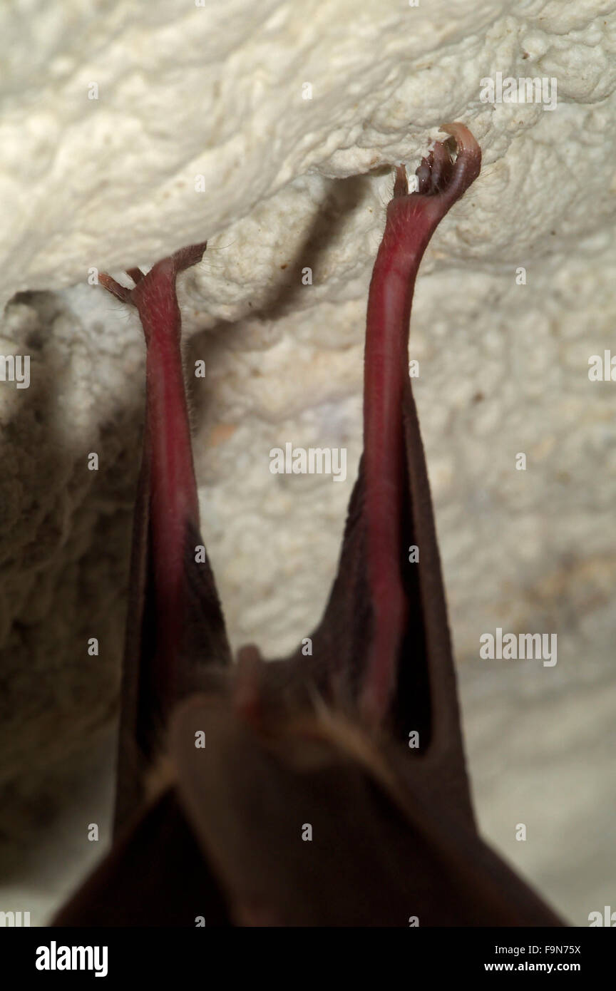 Greater horseshoe bat (Rhinolophus ferrumequinum) hibernating in cave ...