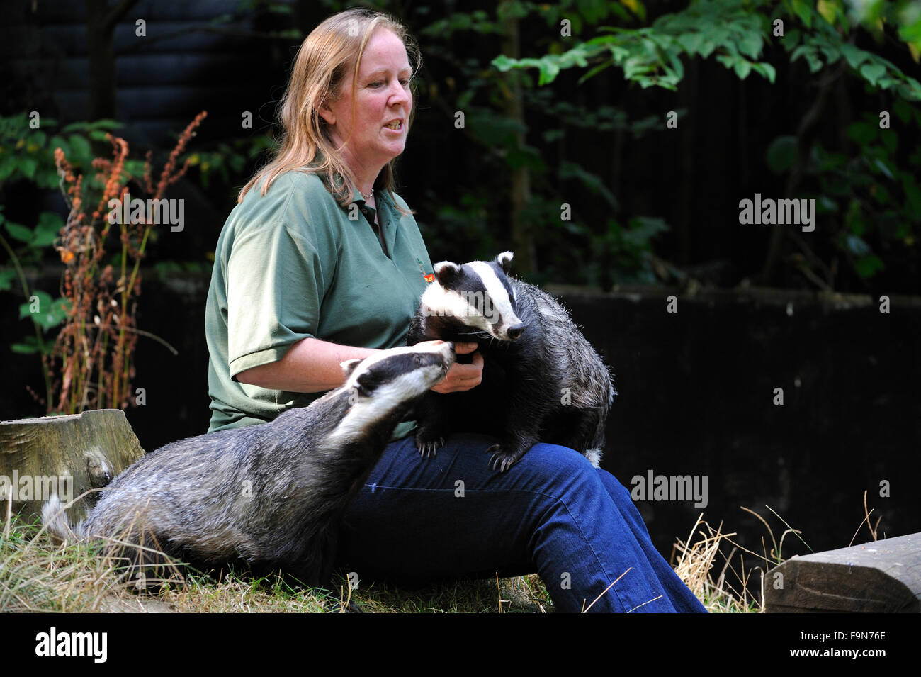 Woman with two orphaned European badgers (Meles meles Stock Photo - Alamy