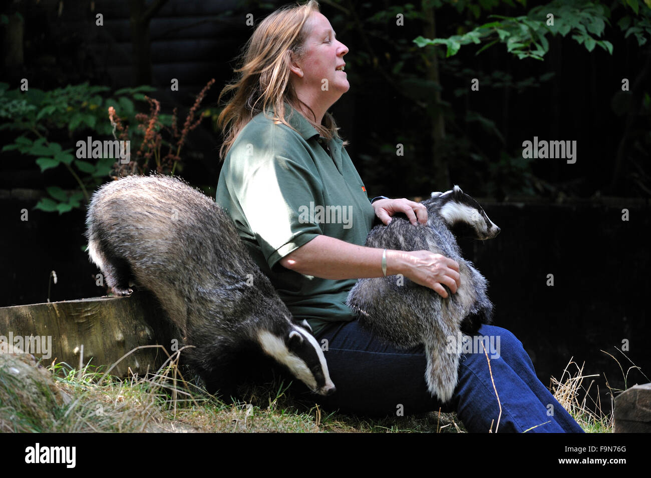Caring for badgers hi-res stock photography and images - Alamy