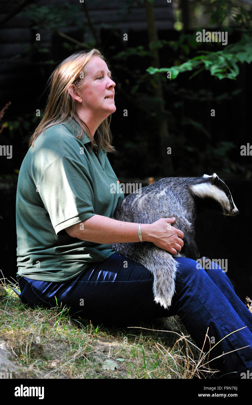 Woman with orphaned European badger (Meles meles) sitting on her lap ...