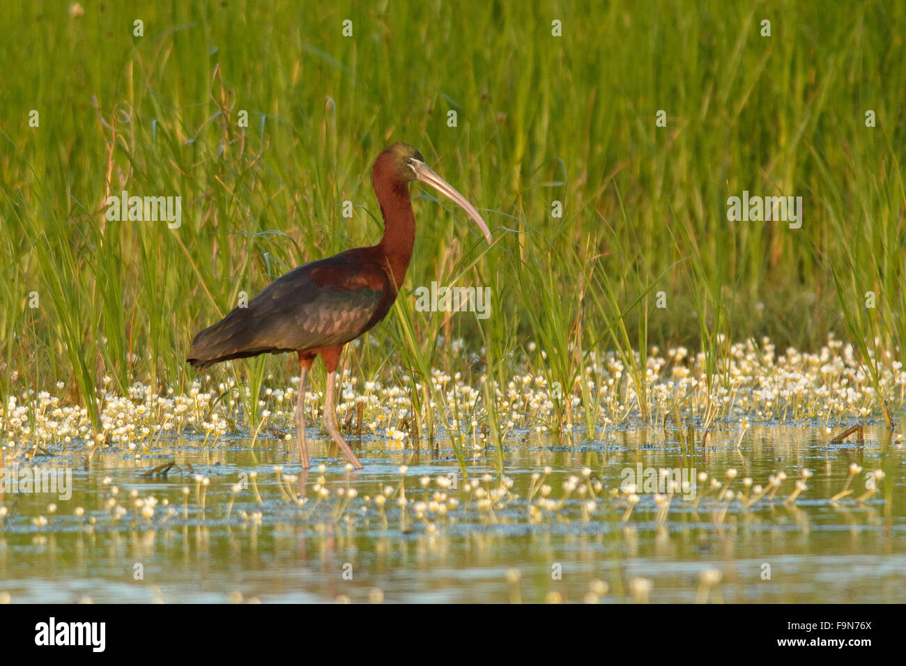 Glossy Ibis in springtime Stock Photo - Alamy
