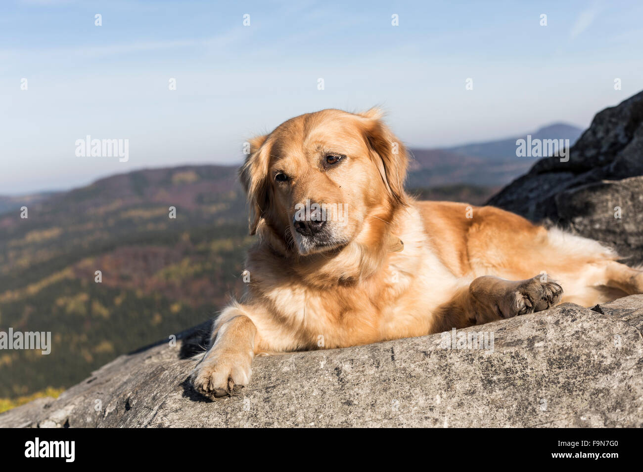 golden retriever dog sleeping on the rock, selective focused on dog ...