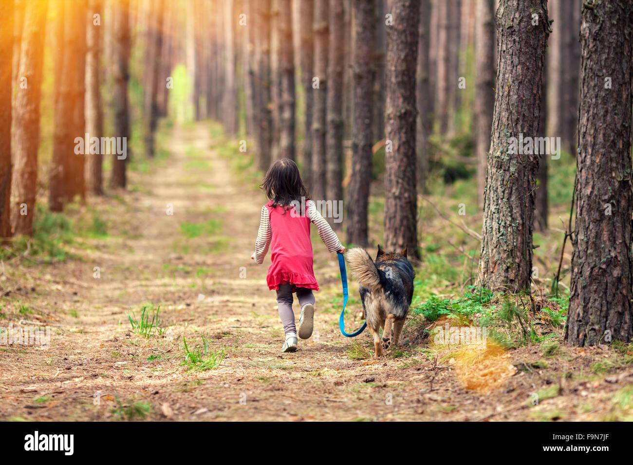 Little girl walking with big dog in the pine forest Stock Photo - Alamy