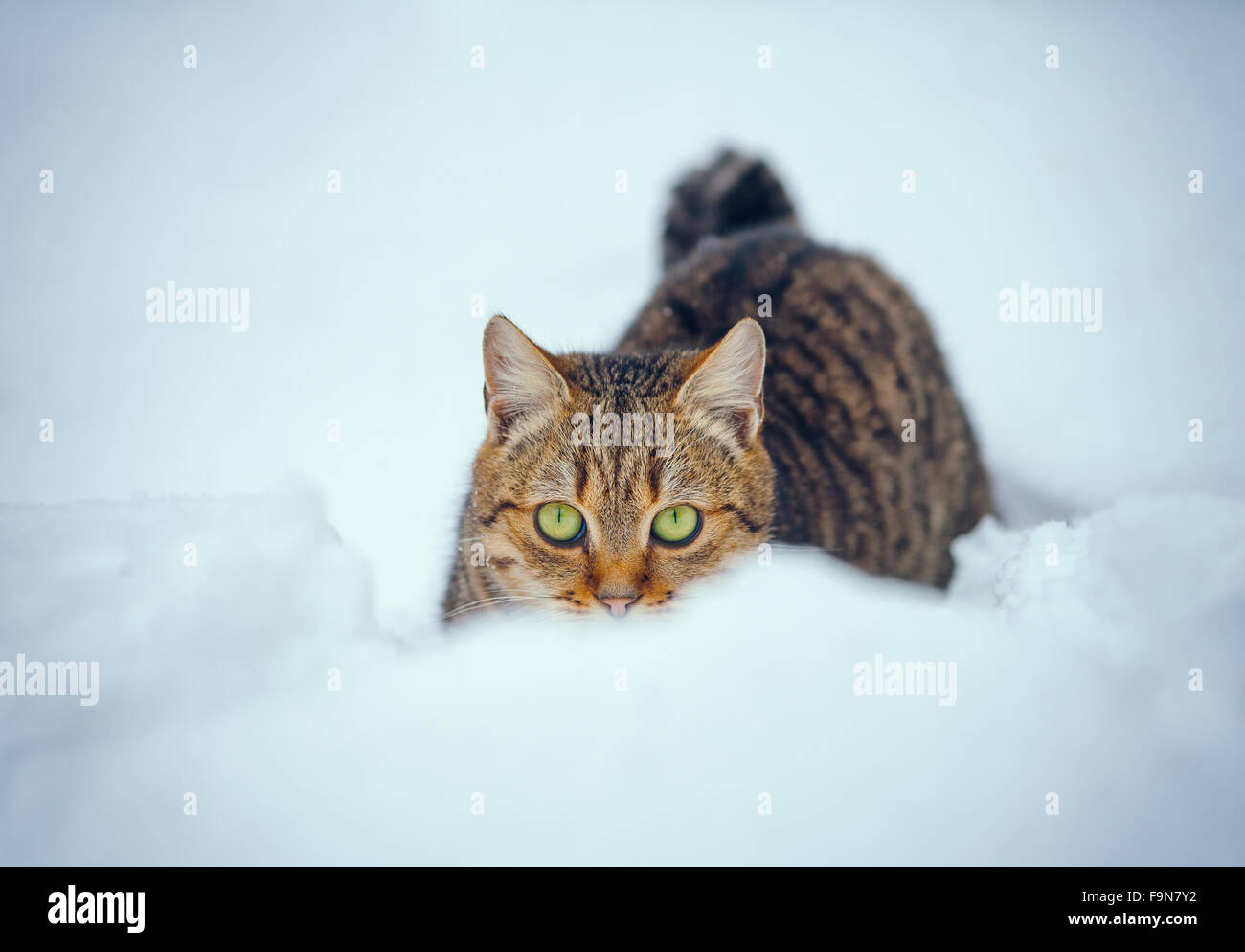 Cat in snow Stock Photo - Alamy