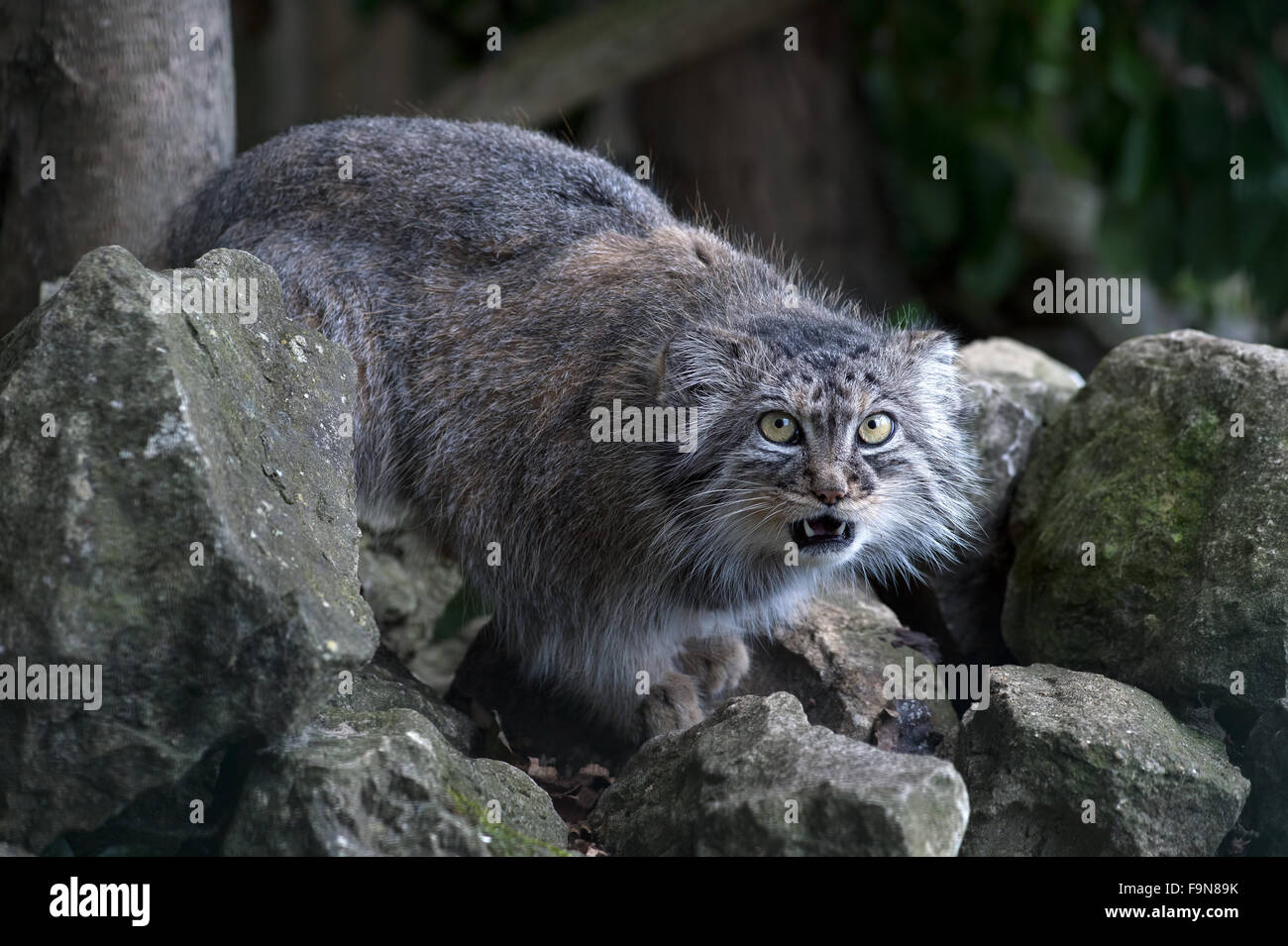 Pallas cat hi-res stock photography and images - Alamy
