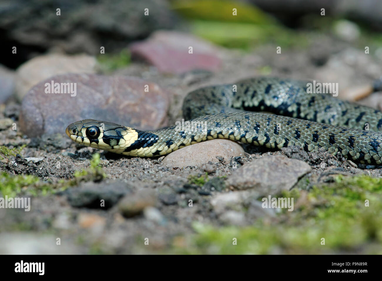 Grass Snake (Natrix Natrix Stock Photo - Alamy