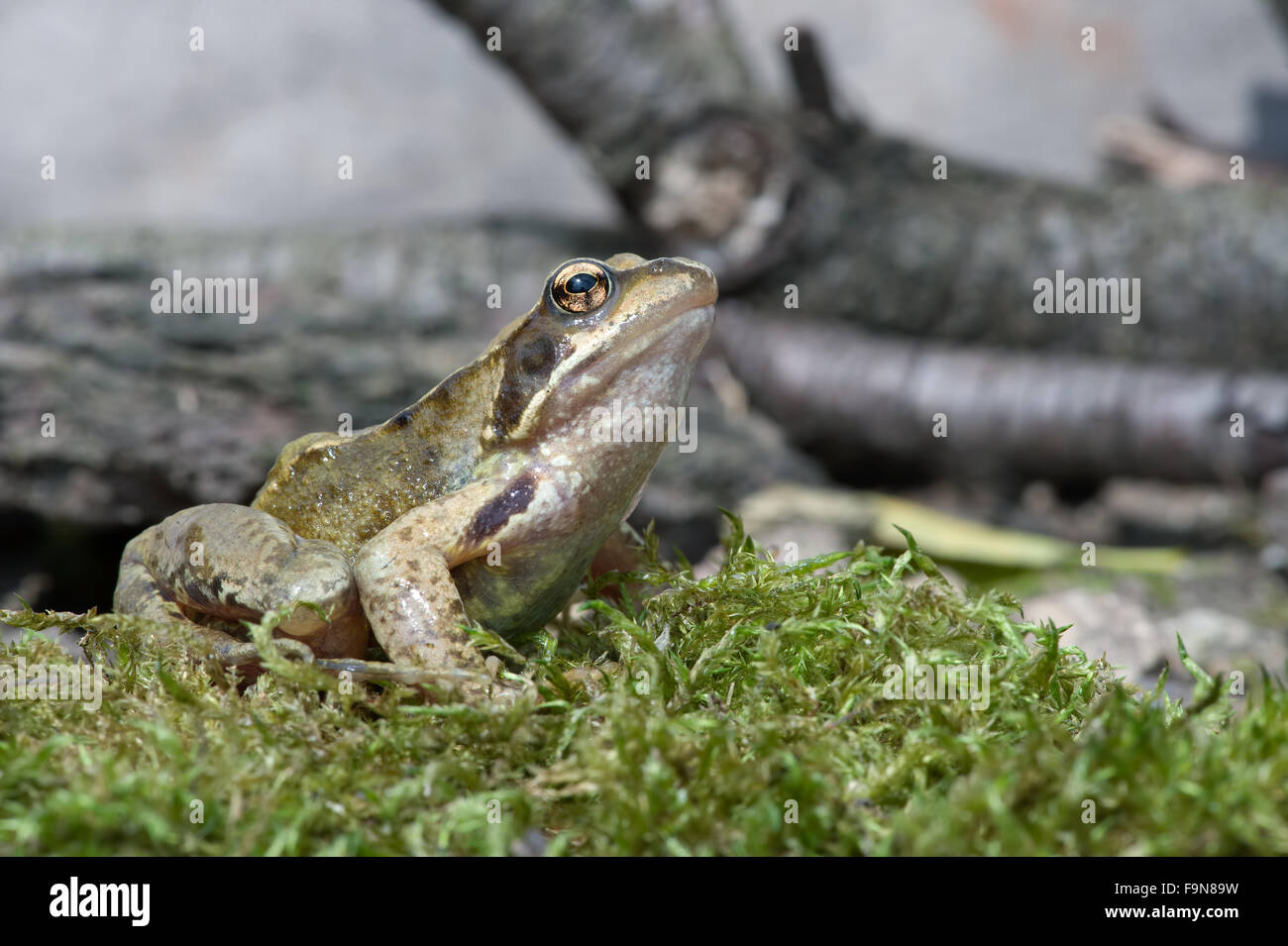 Common Frog (Rana Temporaria Stock Photo - Alamy
