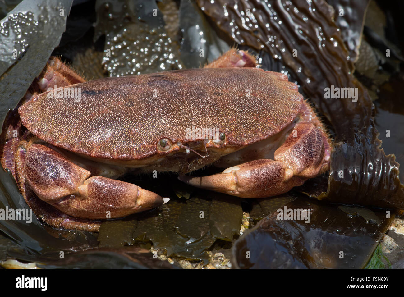 Brown Crab (Cancer Pagarus Stock Photo - Alamy