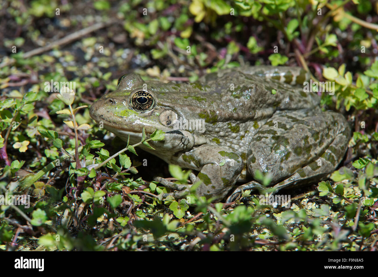 Marsh Frog (Pelophylax Ridibundus Stock Photo - Alamy