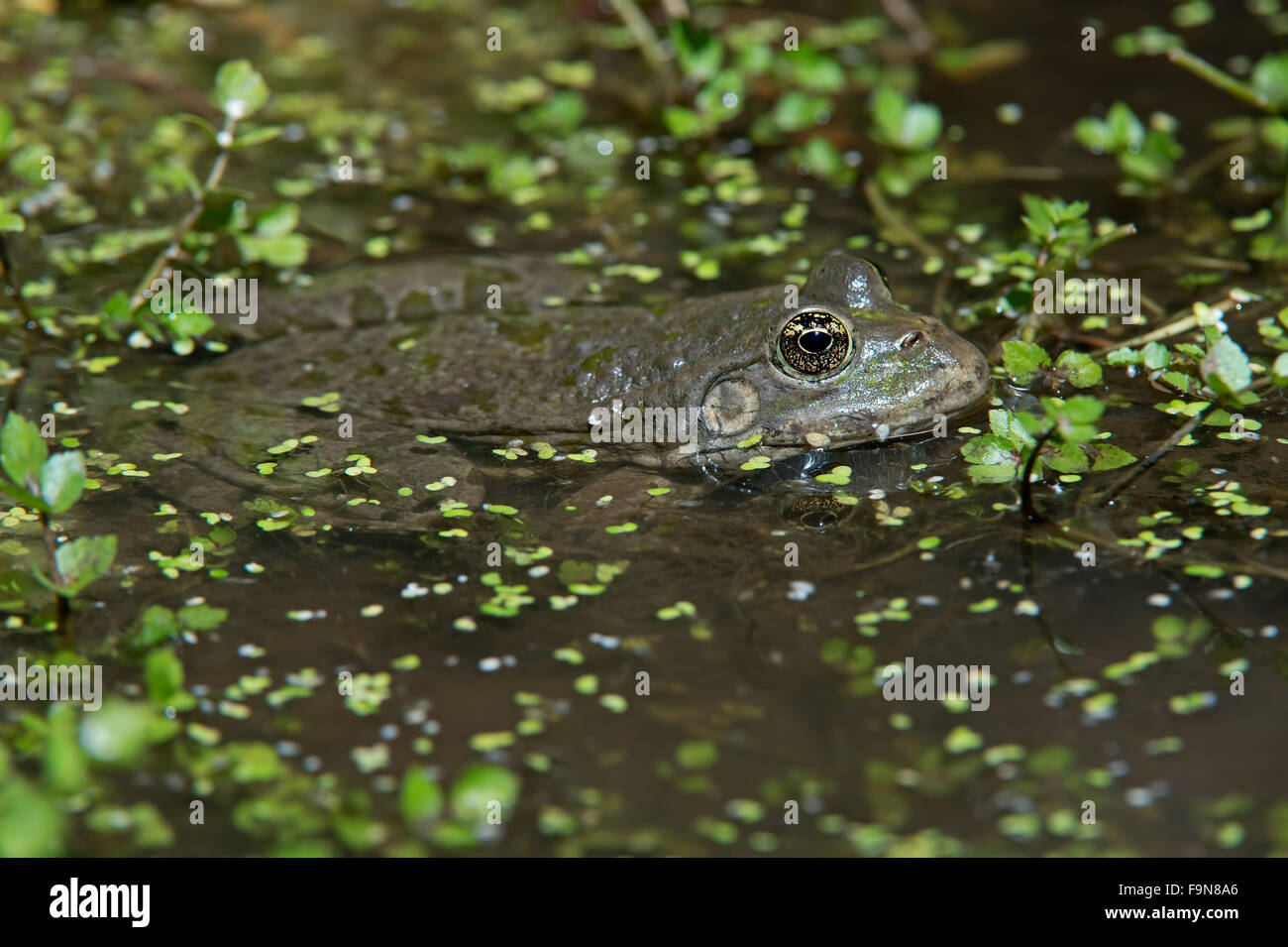 Marsh Frog (Pelophylax Ridibundus Stock Photo - Alamy