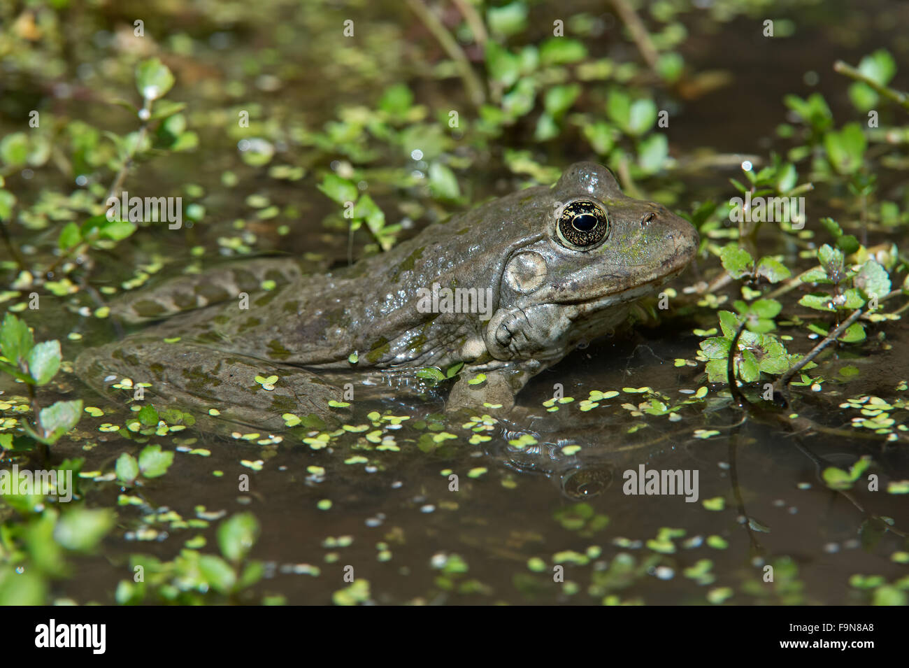 Marsh frog hi-res stock photography and images - Alamy