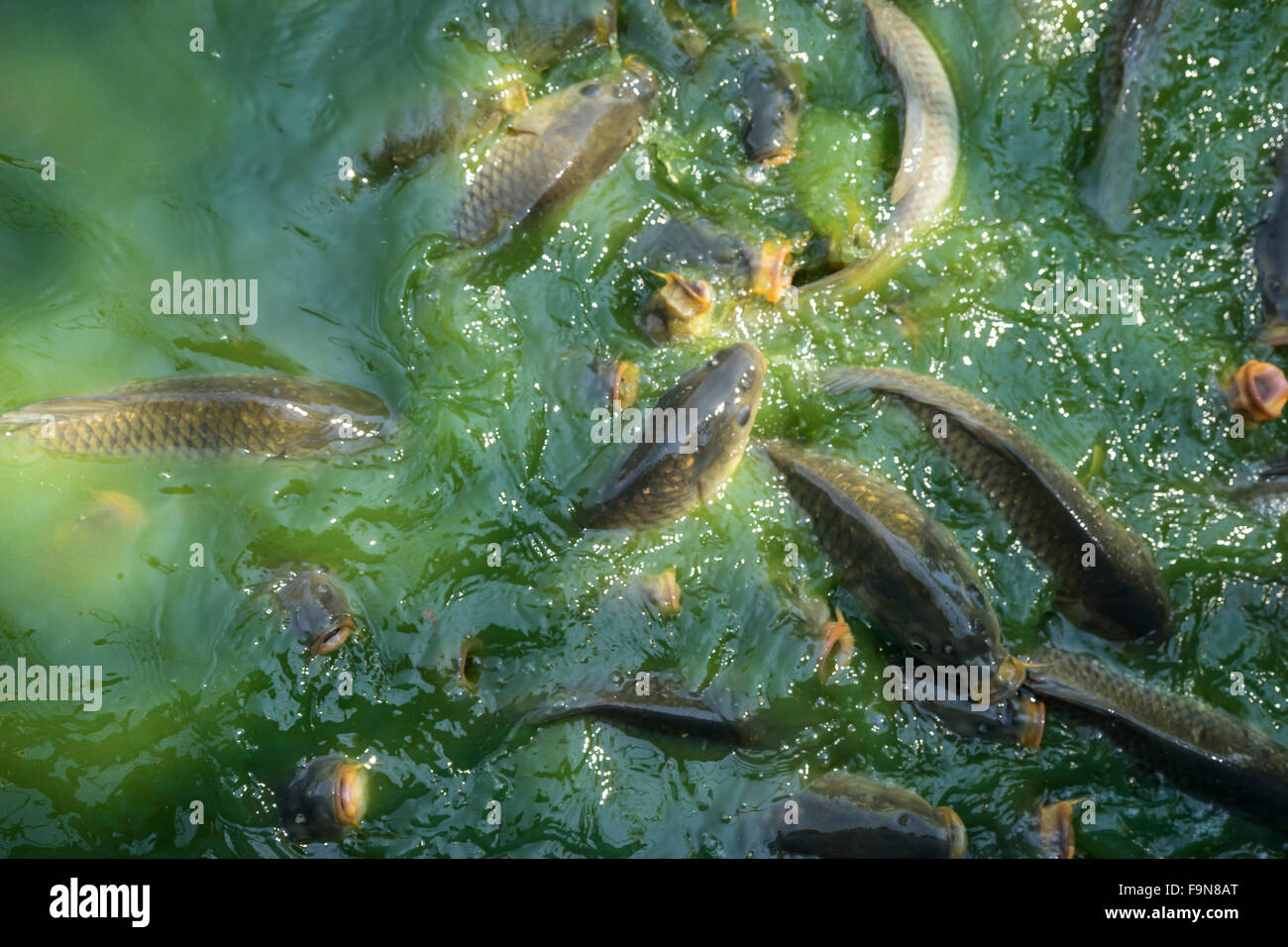 aquarium, green river shoal water, common carp Stock Photo - Alamy