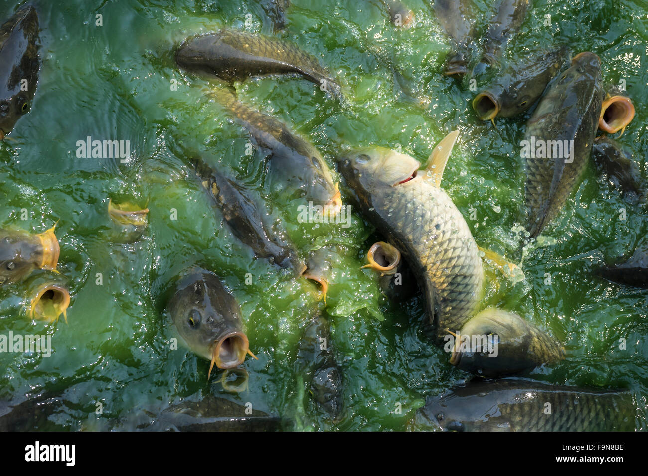 aquarium, green river shoal water, common carp Stock Photo - Alamy