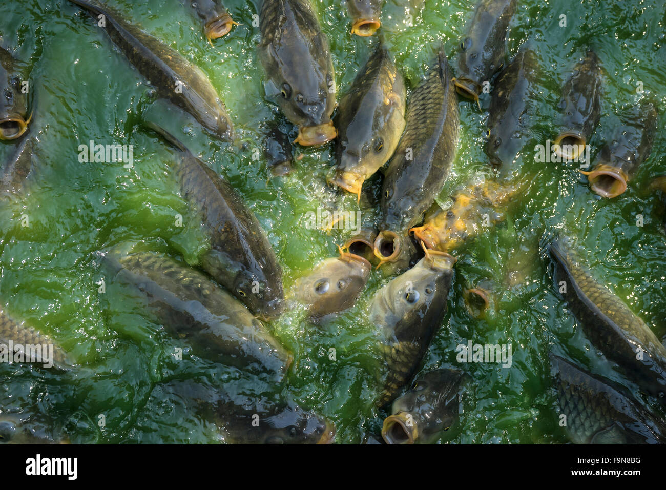 hunting, green river shoal water, common carp Stock Photo - Alamy