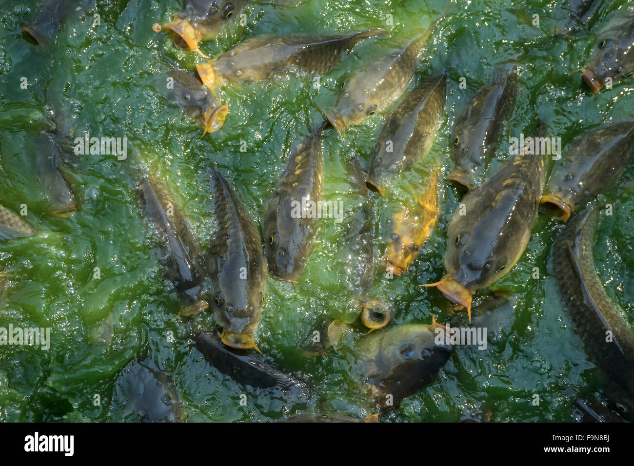 fish, green river shoal water, common carp Stock Photo - Alamy