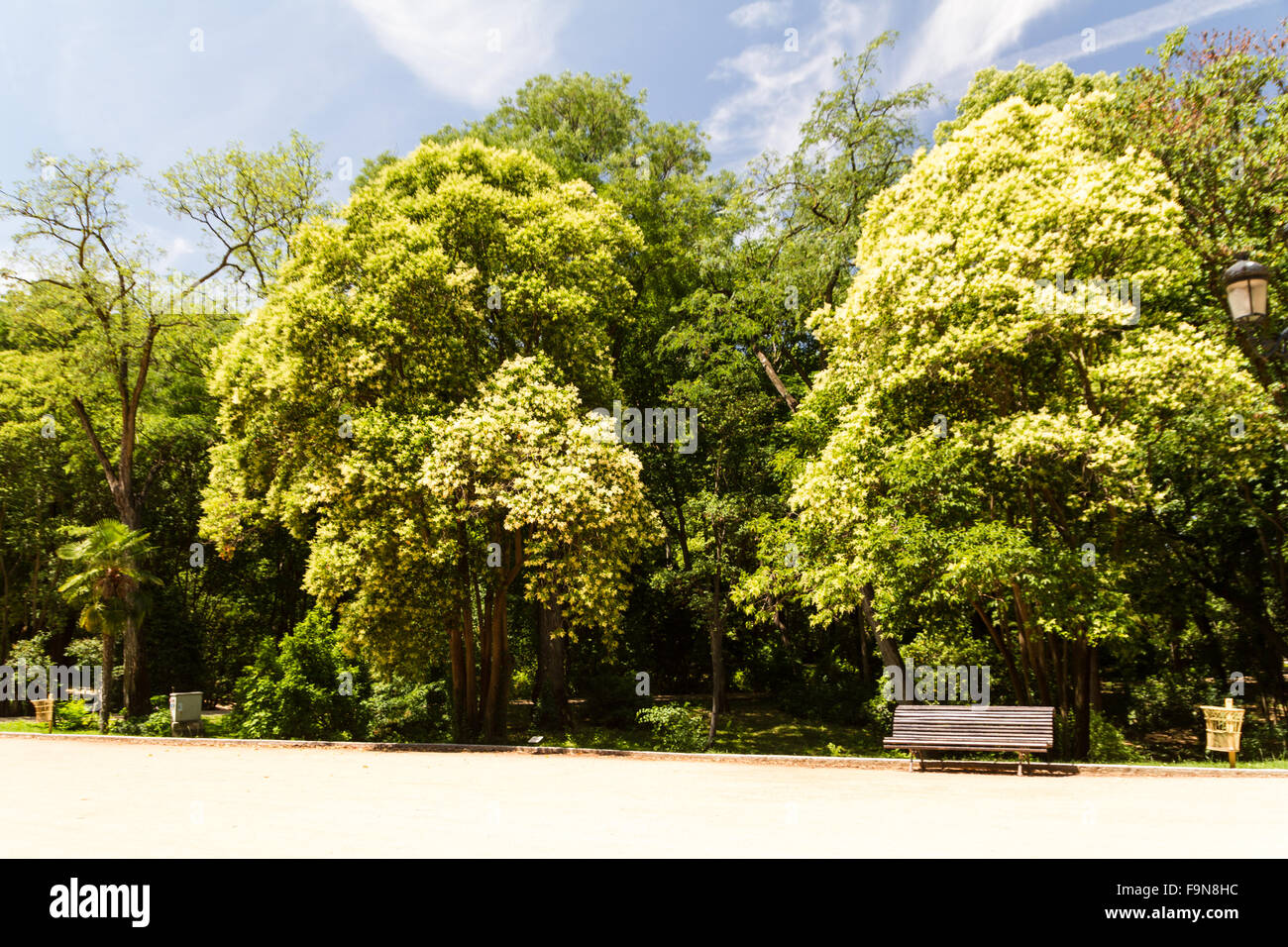 summer park, trees Stock Photo - Alamy