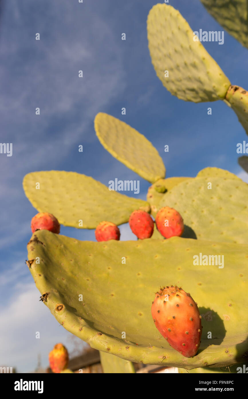 The Nopal Cactus plant of Mexico and California Stock Photo - Alamy