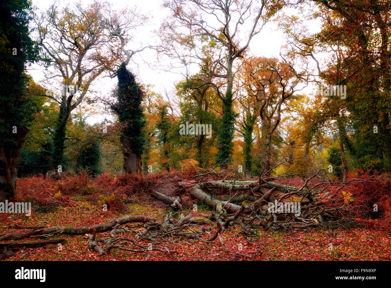 Lyndhurst new forest hi-res stock photography and images - Alamy