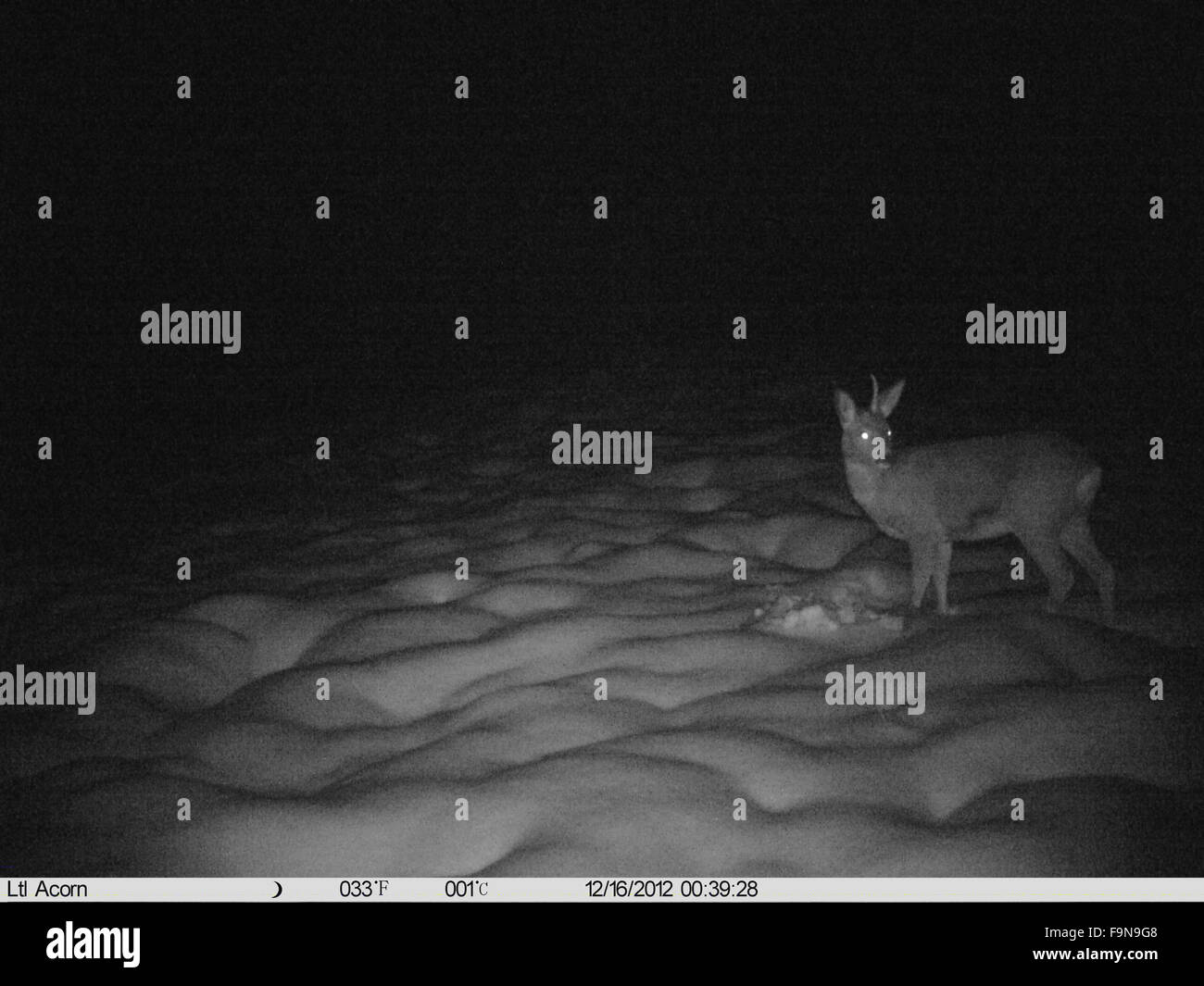 Wild Wild Country Documentary High Resolution Stock Photography and ...