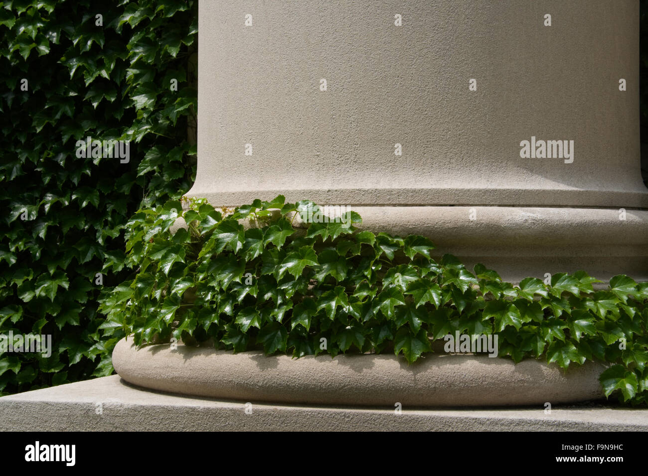 Greek column ivy hi-res stock photography and images - Alamy