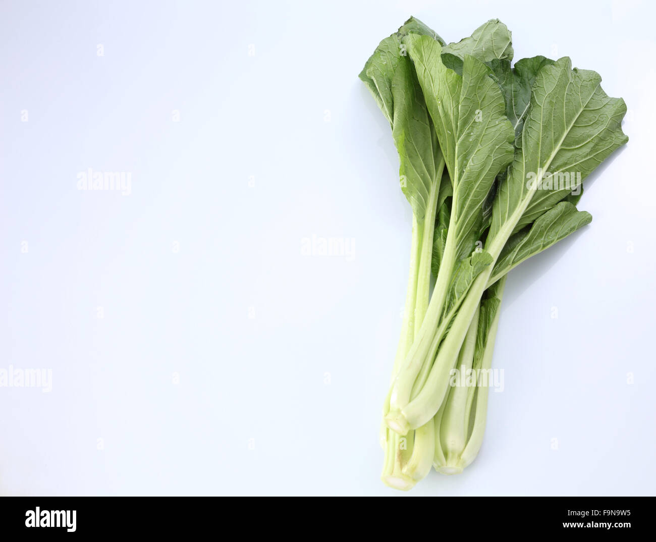 choy sum vegetable on the white background Stock Photo - Alamy choy sum vegetable on the white background Stock Photo - Alamy