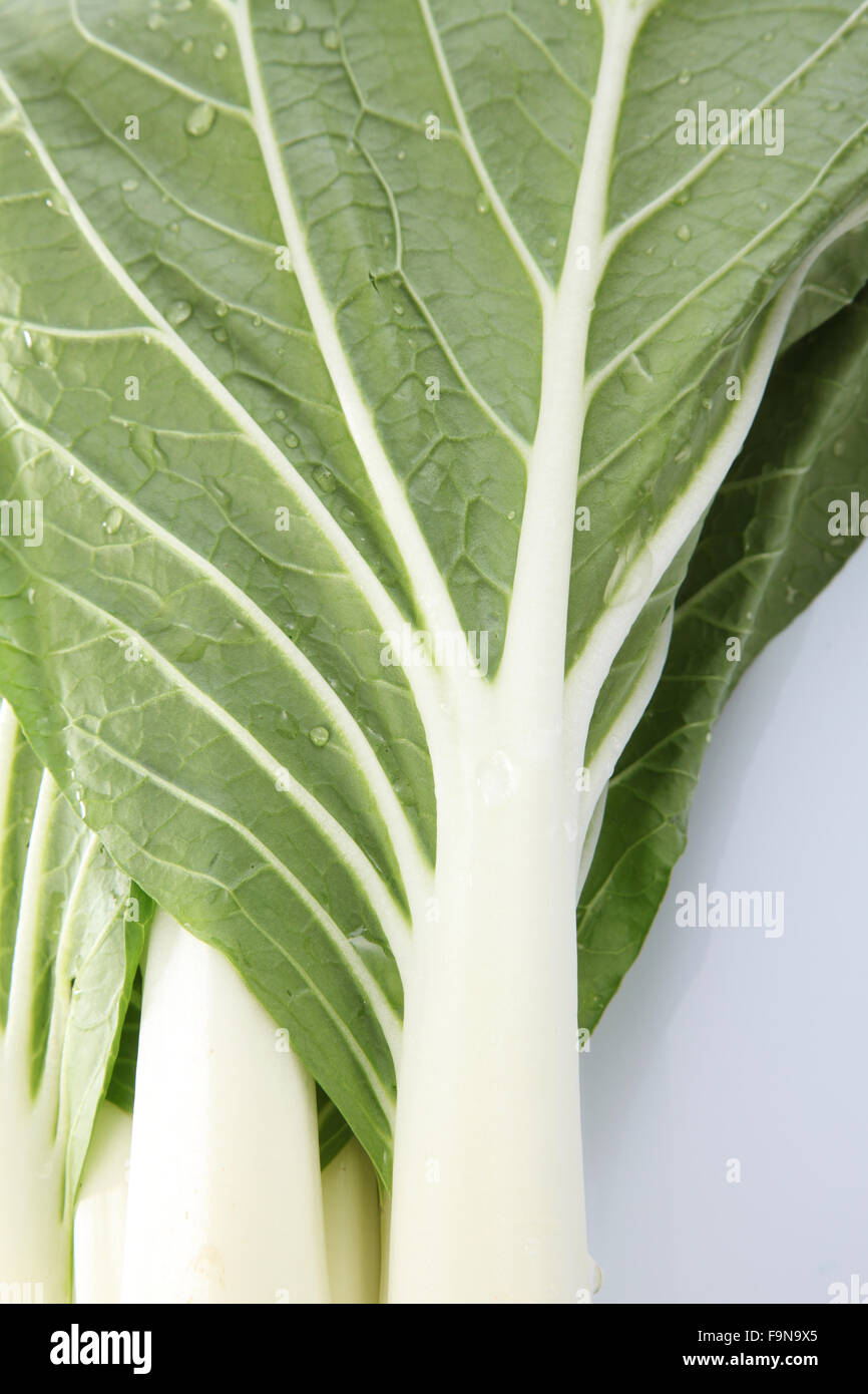 pak choy (chinese cabbage) isolated on white Stock Photo - Alamy