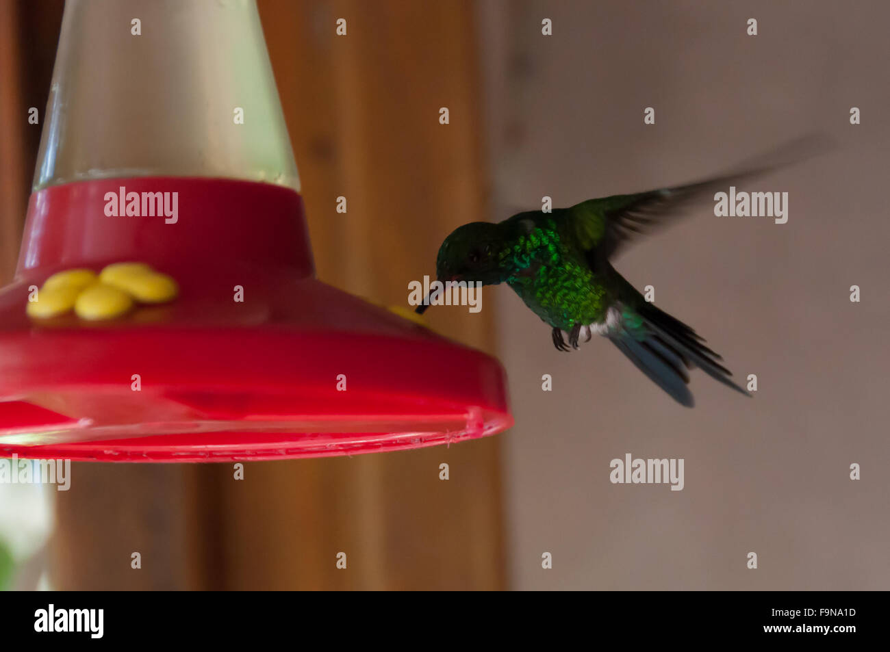 Flying up from water hi-res stock photography and images - Alamy