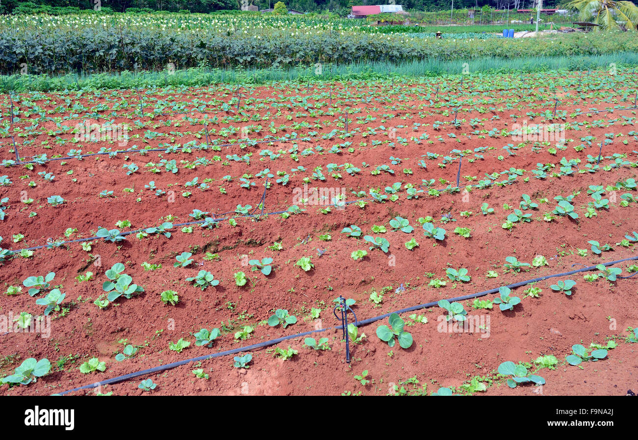 Vegetable cultivation on Mahe Island, Seychelles Stock Photo - Alamy