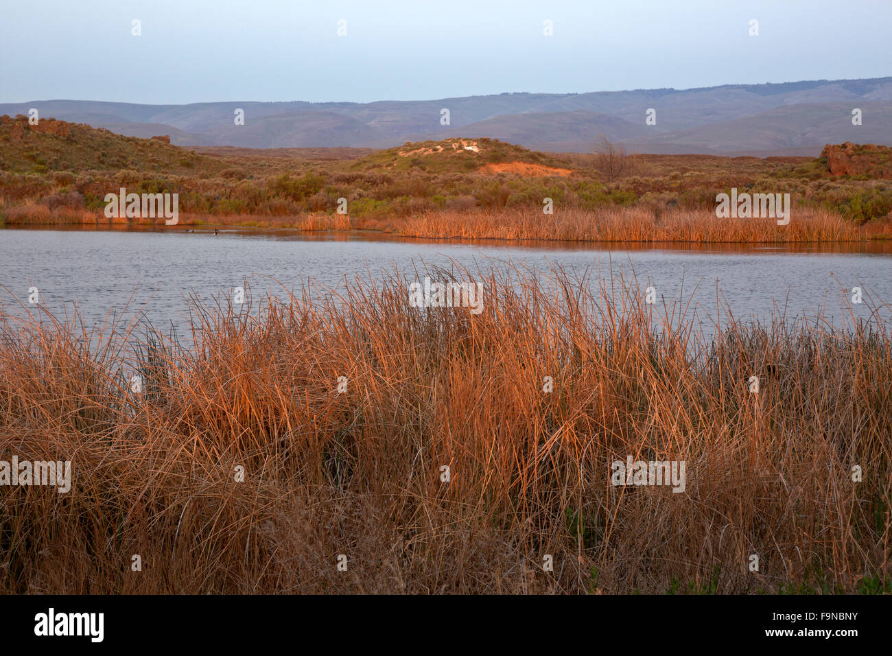 Wildlife area, pond hi-res stock photography and images - Alamy