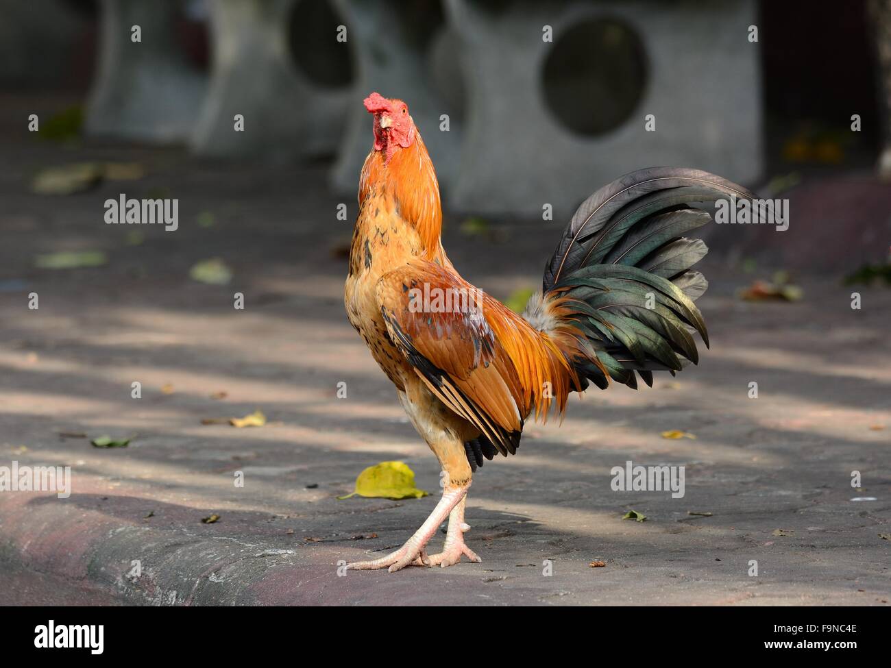 beautiful male Thai native rooster Stock Photo - Alamy