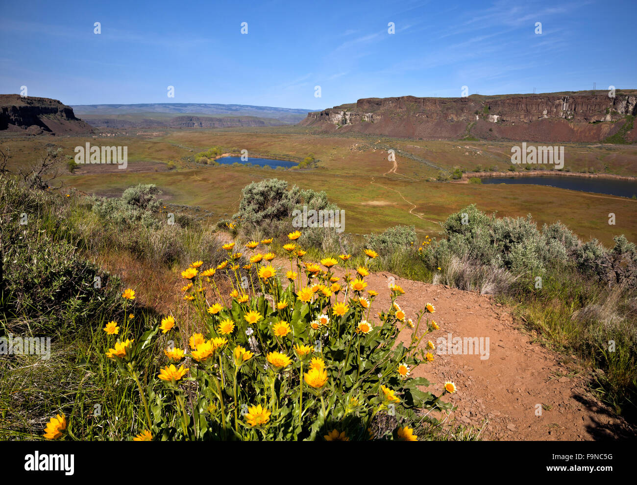 WASHINGTON - Balsamroot along the trail from Quincy Lake to the Ancient ...