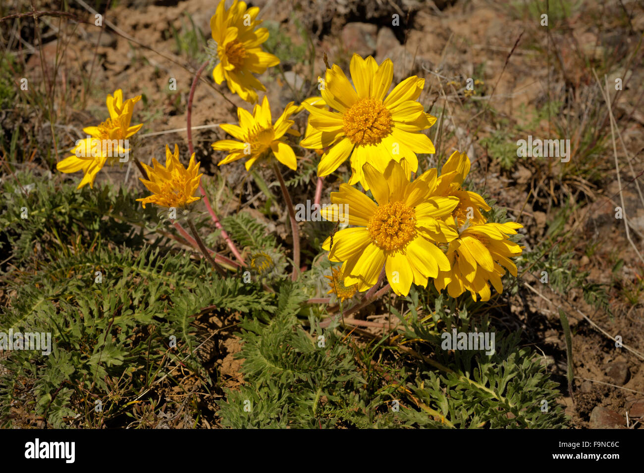 Shrub Steppe High Resolution Stock Photography and Images - Alamy
