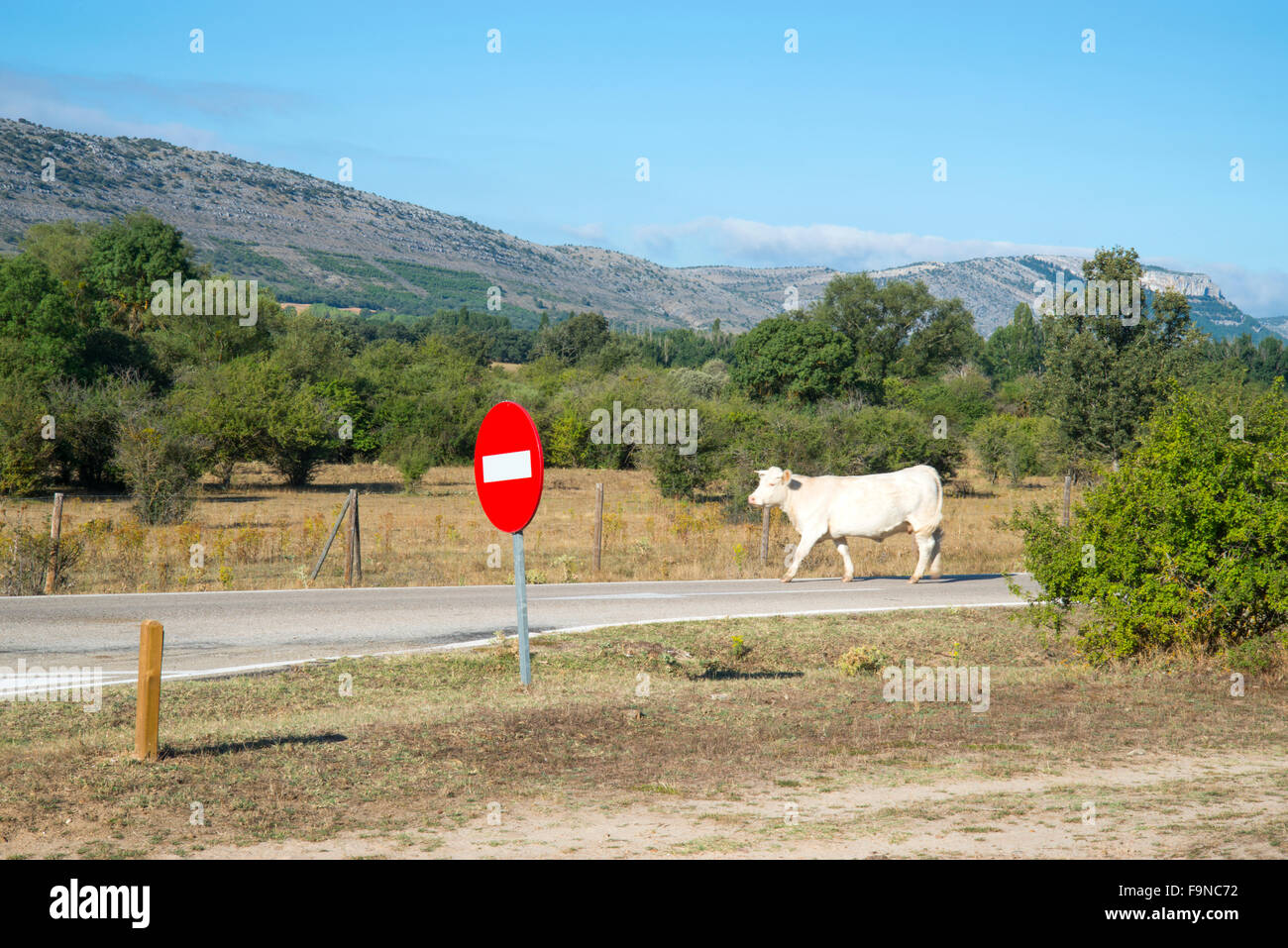 Animal cow road sign hi-res stock photography and images - Alamy